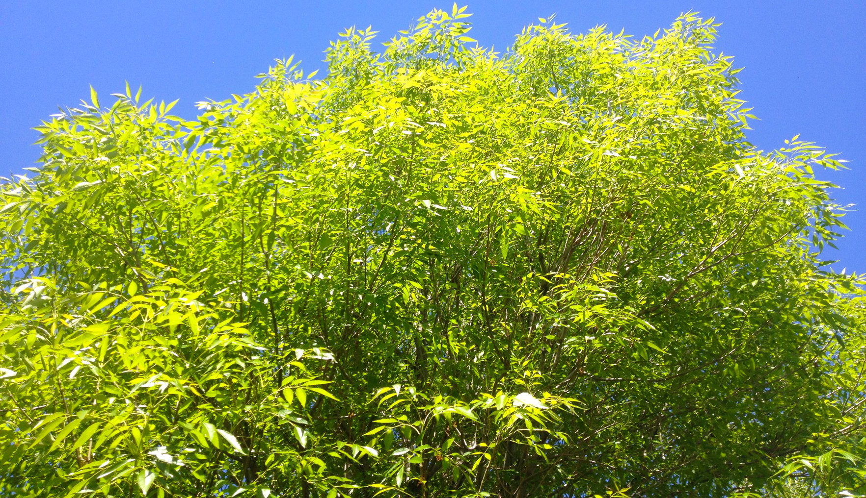 Why We Love Ash Trees in Our Landscape