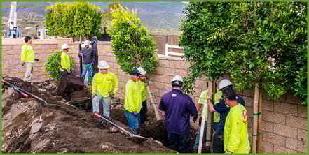 Top 5 Reasons Why Fall Is The Best Time To Plant Trees and Shrubs