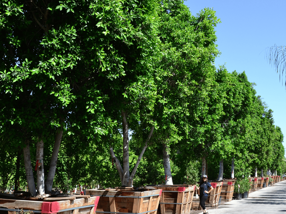 FAST-GROWING SHADE TREES: EVERYTHING YOU NEED TO KNOW