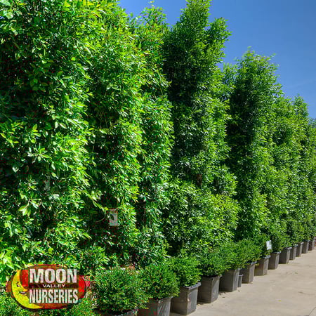 September landscape and garden tips