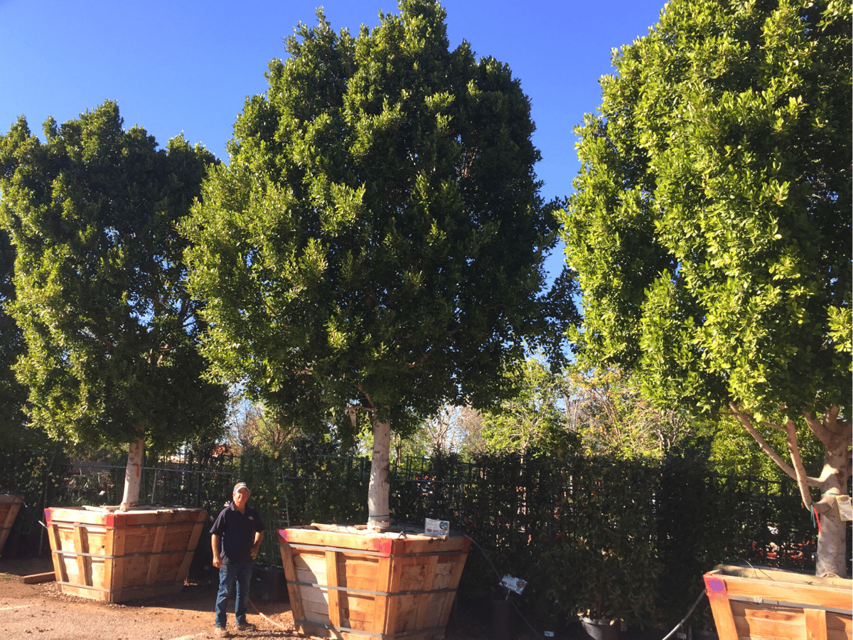 May Landscape & Garden Tips for Arizona - Spring 2023