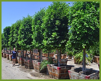 July Landscape & Garden Tips