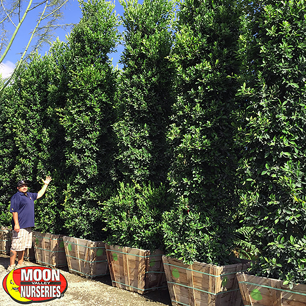 Why Hedges are Perfect for Any Landscape in Las vegas