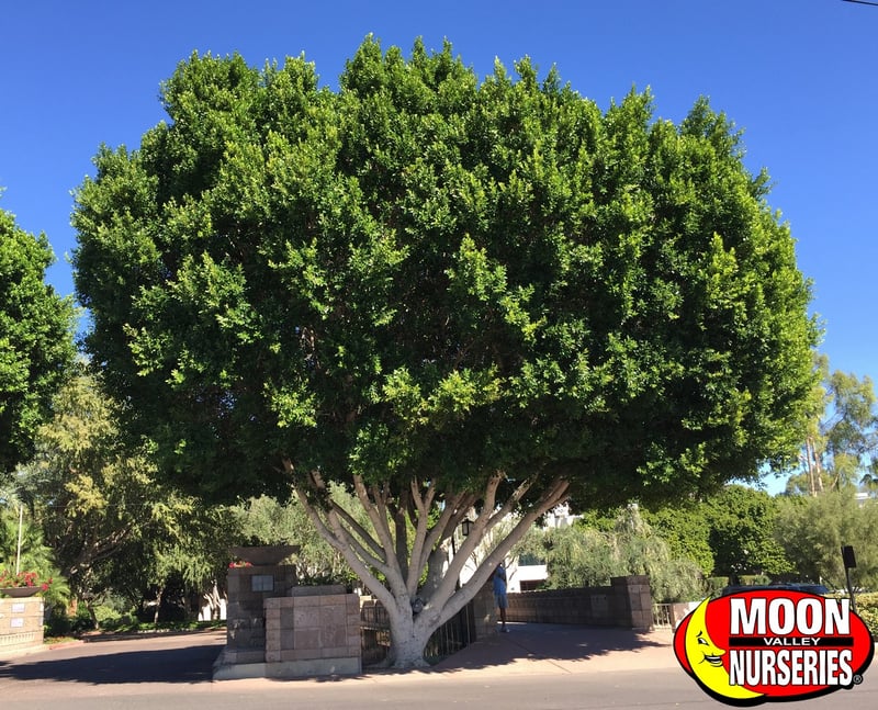 Trees and Plants Make Perfect Gifts!