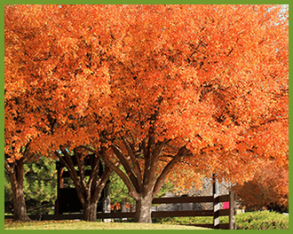 Top 5 Trees That Add Instant Fall Color Of Red, Gold, Yellow, and Burgundy