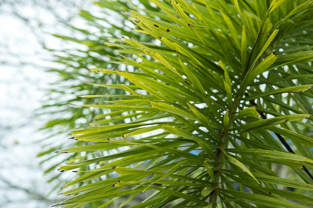Foxtail Palms - A Tropical Showstopper for SoCal Landscapes