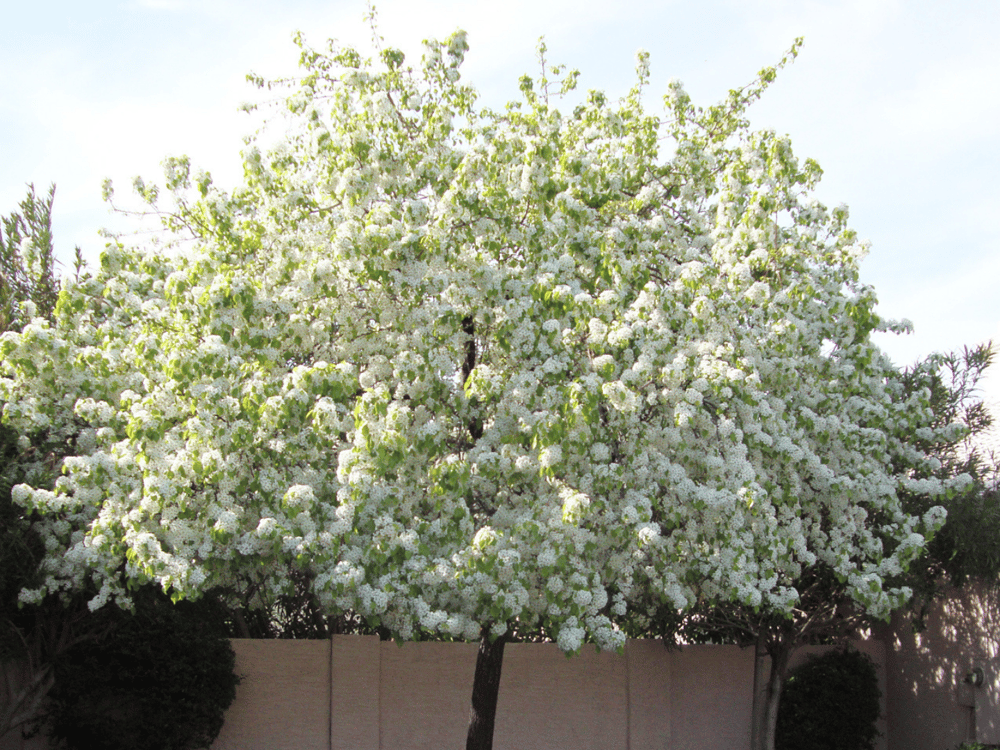 5 Best Fast-Growing Trees for Vibrant Fall Color in Texas