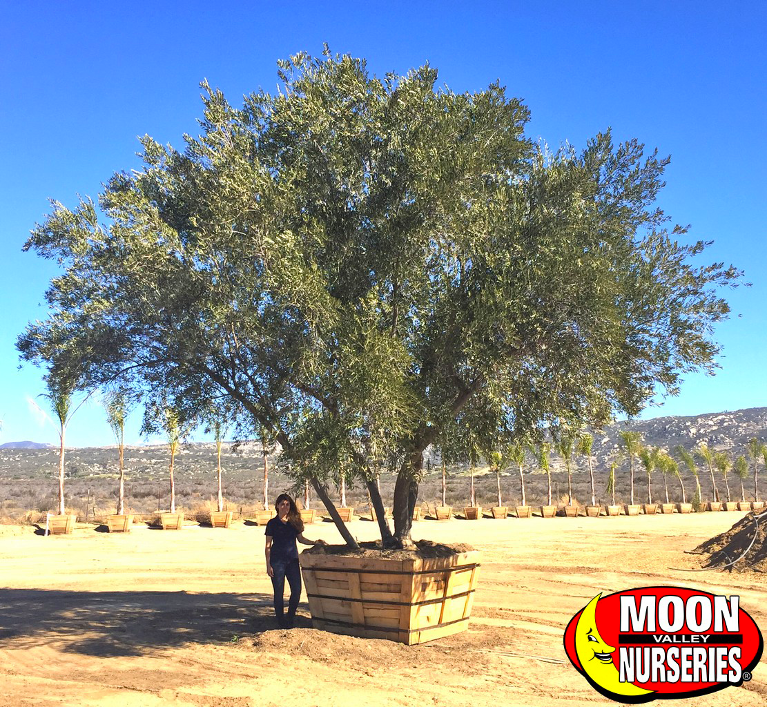 Create Your Own Staycation in Your Backyard