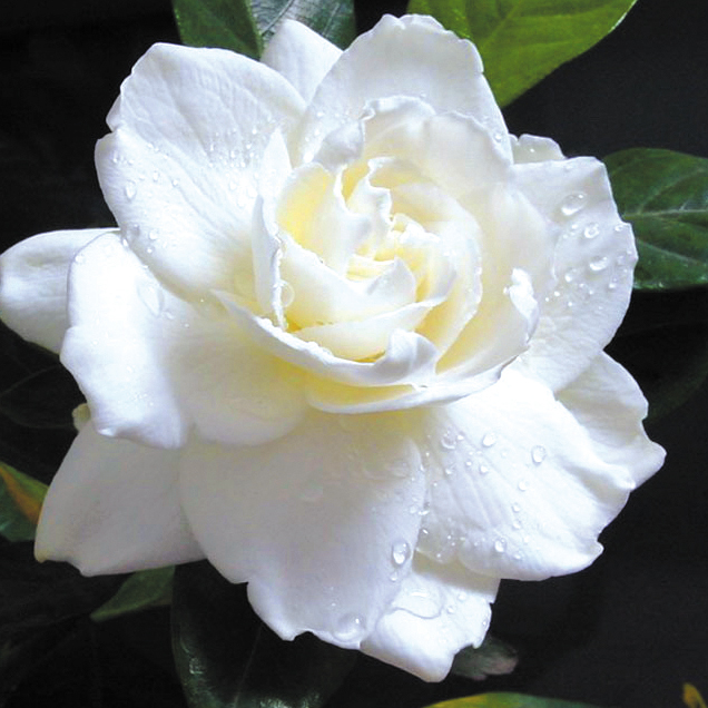 Fall in Love with Your Yard! Valentines Day Roses and SO MUCH MORE!