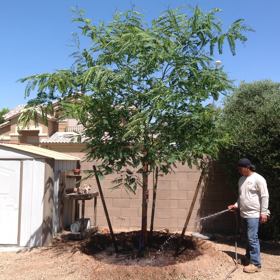 How to Grow Tipu Trees