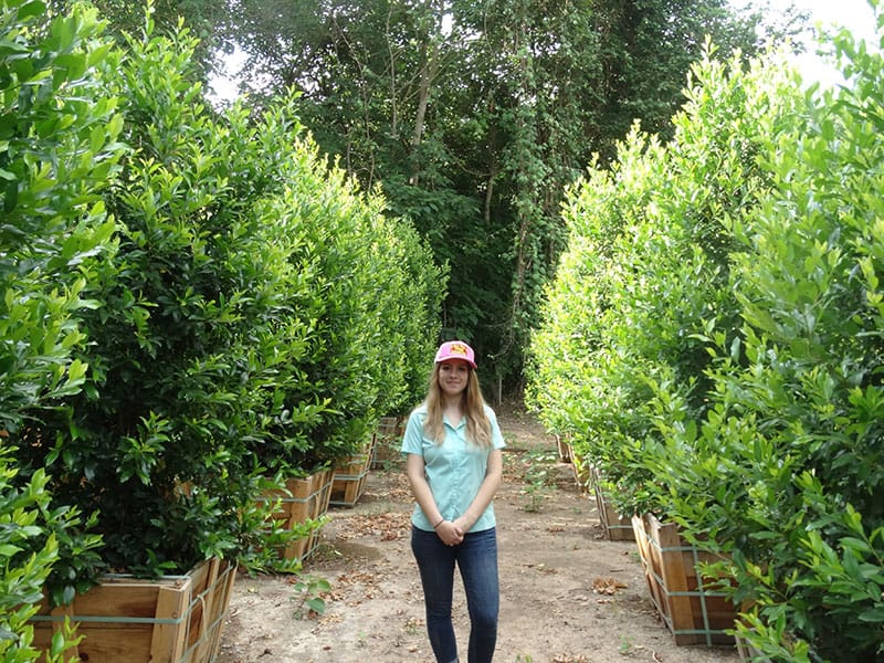Why Container Grown Trees are Better than Field Dug Trees