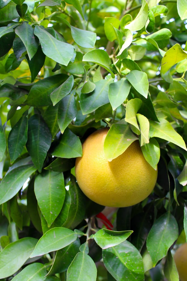 Landscape and Garden Tips (December)