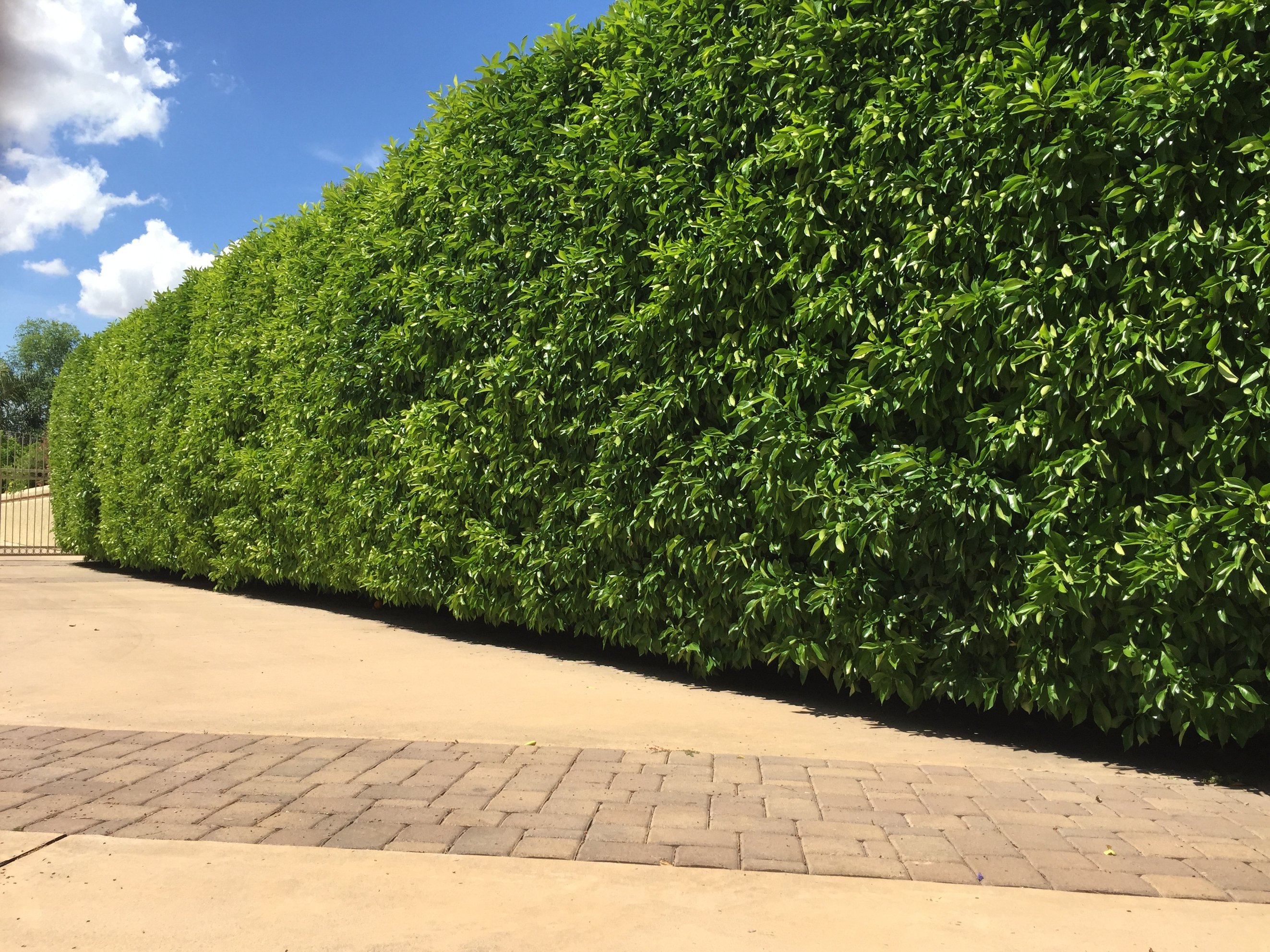 Why You Should Consider Privacy Yard Ideas