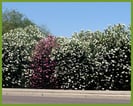 Many Ways To Use Hollywood Hedges