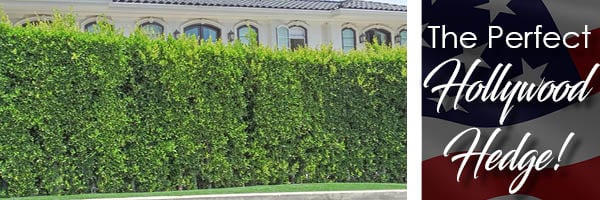 Why Hedges are Perfect for Any Landscape