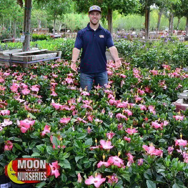 Top 5 Fall Flowering Trees and Plants in Arizona