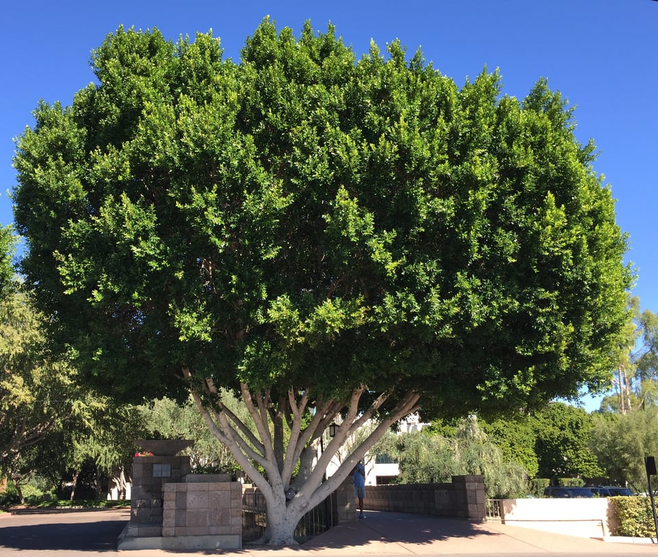 Landscape and Garden Tips for February