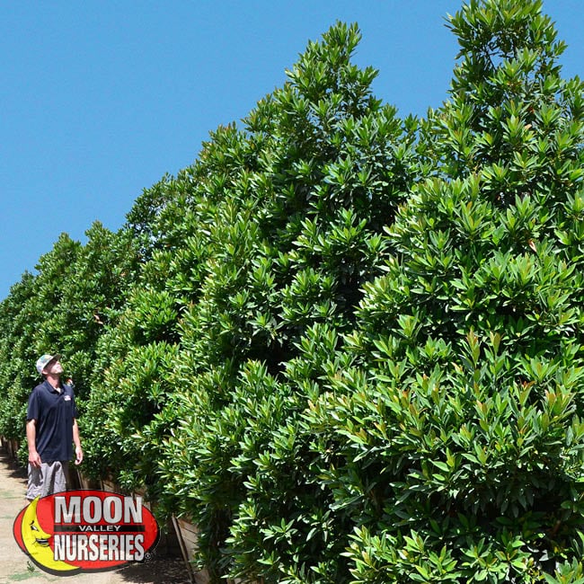 5 Evergreen Trees for Front Yard Privacy in Nevada