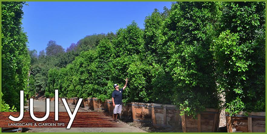 Landscape And Garden Tips for July