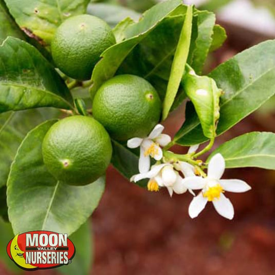 Citrus – the Fourth ‘C’ of Arizona