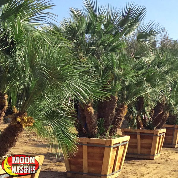 Water Wise Evergreens for Summer in California