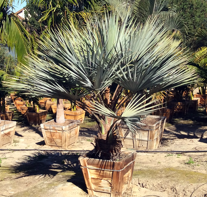 Palm Tree Blue