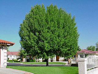 Why We Love Ash Trees in Our Landscape