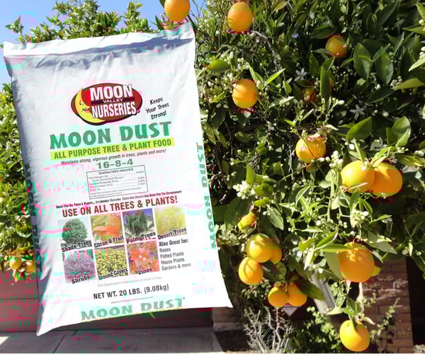 The Importance of Fertilizing Your Trees in The Summer