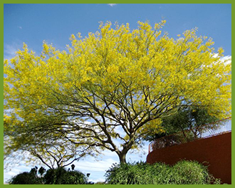 June Landscape & Garden Tips