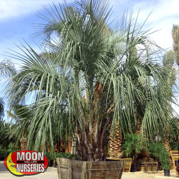 Top 5 palms for landscapes