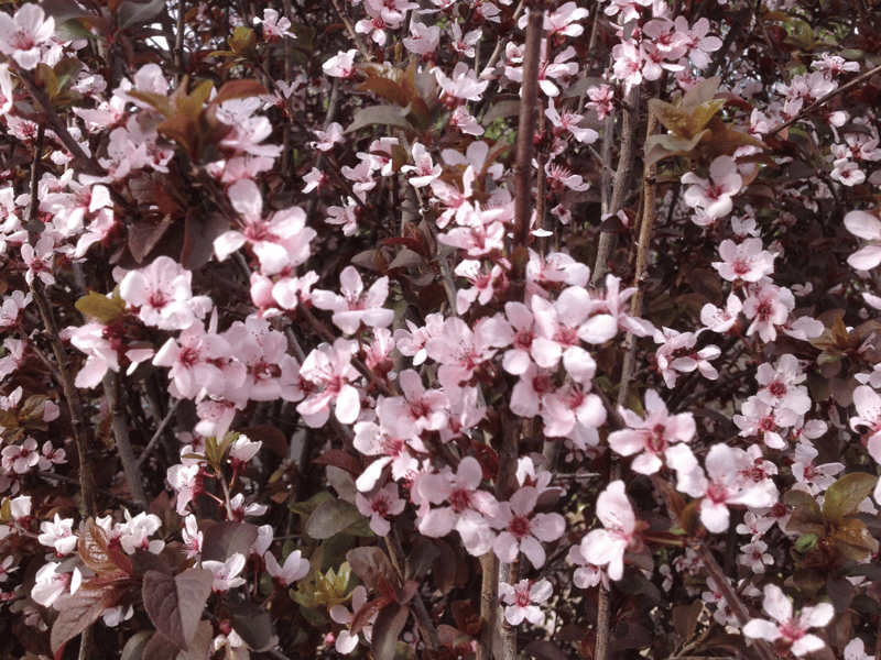 7 Best Fast Growing Trees for Vibrant Fall Color