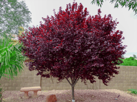 7 Best Fast-Growing Trees for Vibrant Fall Color in Arizona