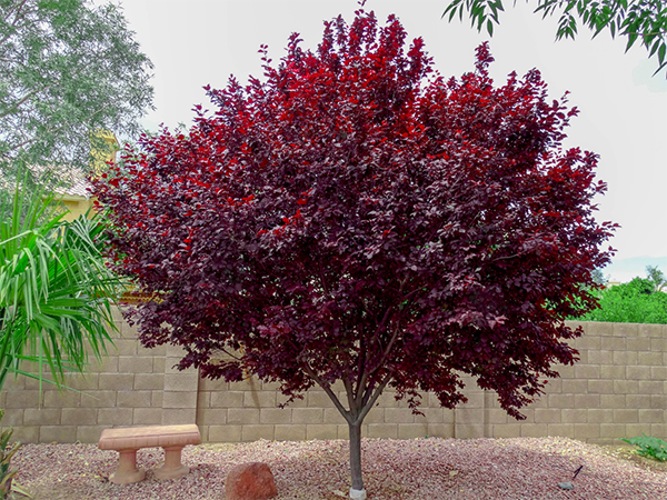 7 Best Fast Growing Trees for Vibrant Fall Color