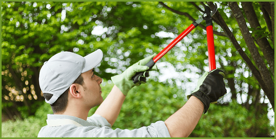How to Prune Deciduous Trees