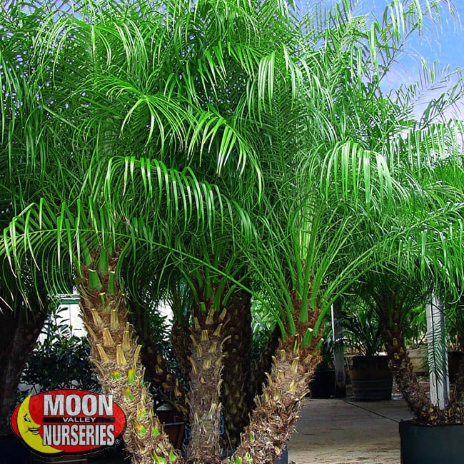 Tackle Your Landscaping Issues [Blocking Noise and Unsightly Areas]