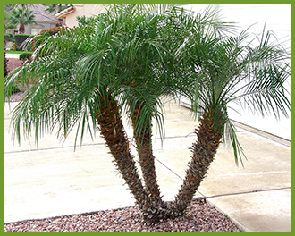 Top 5 Palm Trees To Plant This Summer