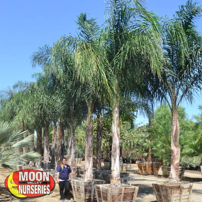 Top 5 Palms for Landscapes in California