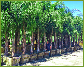 Top Reasons To Plant In The Fall Season