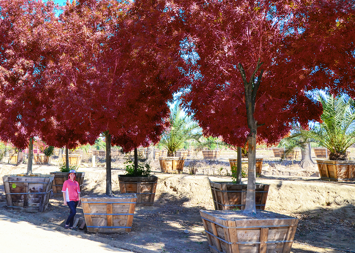 How to Care for Raywood Ash