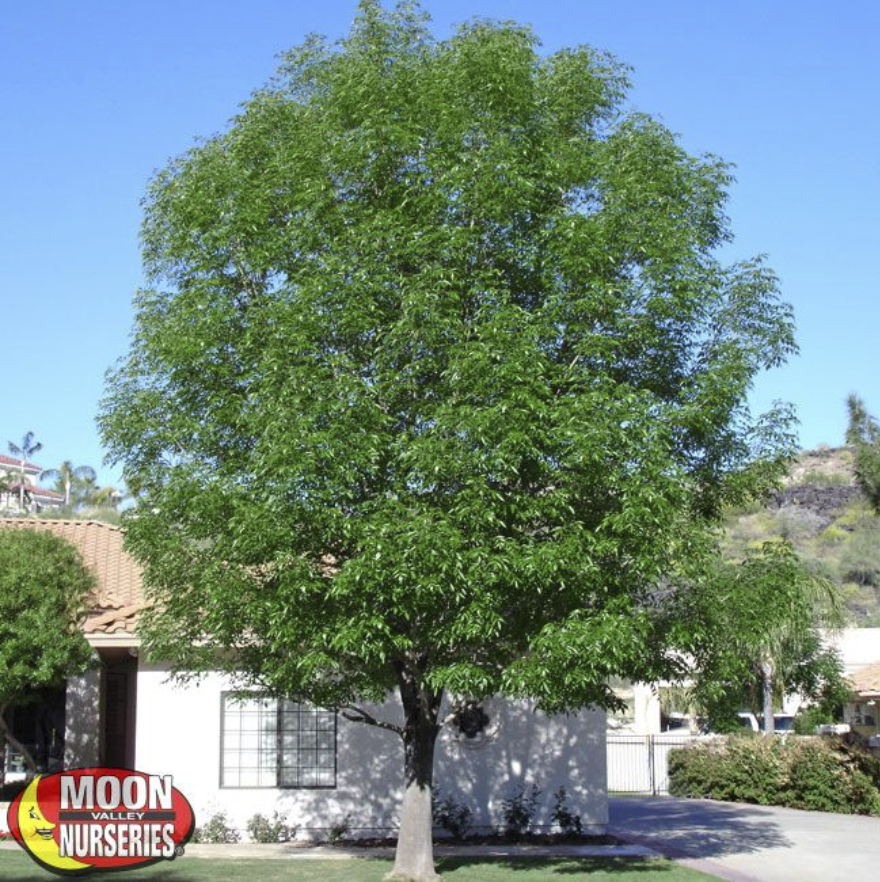 The Best Trees Exclusive to Moon Valley Nurseries