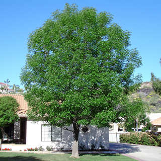 Why We Love Ash Trees in Our Landscape