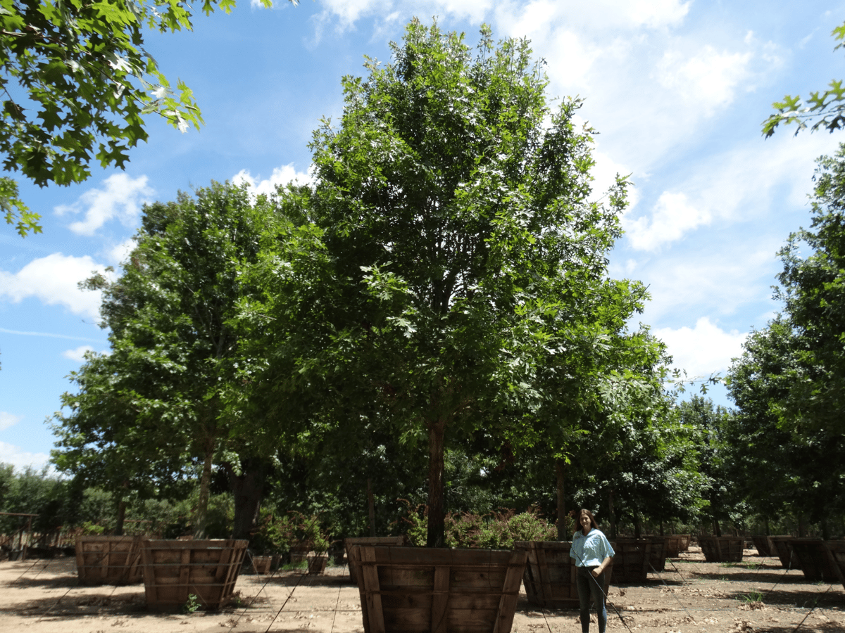 5 Best Fast-Growing Trees for Vibrant Fall Color in Texas