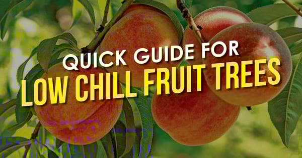 Quick Guide for Low Chill Fruit Trees