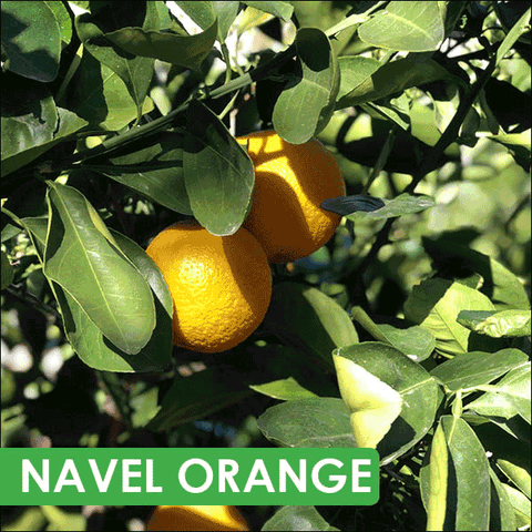 Get Your Yard Ready for Spring