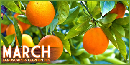 March Landscape Tips That We Can Use For the Garden Too!