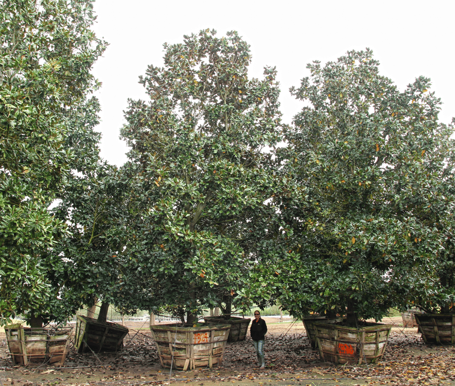 The Southern Magnolia - A Crown Jewel Texas Tree