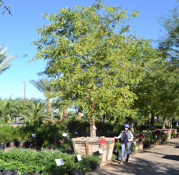 Tipuana tipu: The Perfect Summer Shade Tree