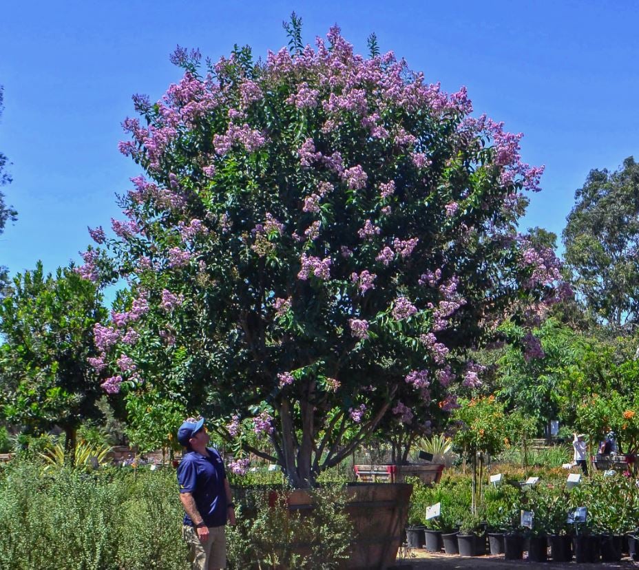 Flowering Desert Trees for Arizona