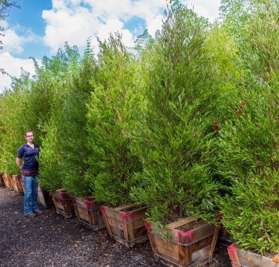 Hedges that Offer Your Home Privacy and More!