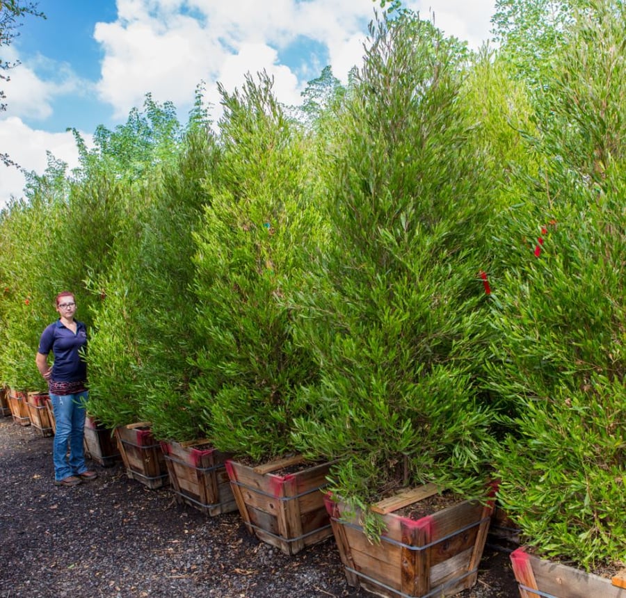 Hedges that Offer Your Home Privacy and More!